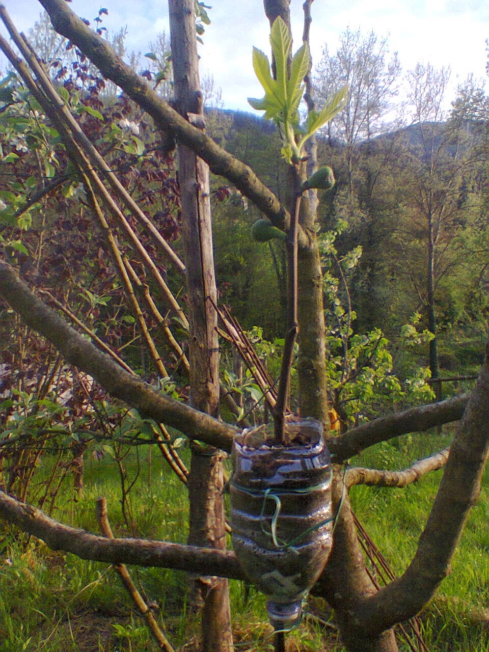 agriculturando: margotta di fico