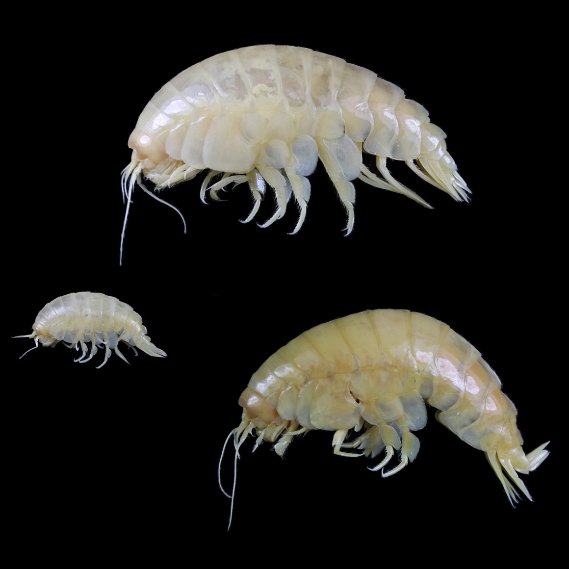 Species New to Science: [Crustacea • 2020] Eurythenes plasticus • A New Species of Eurythenes ...