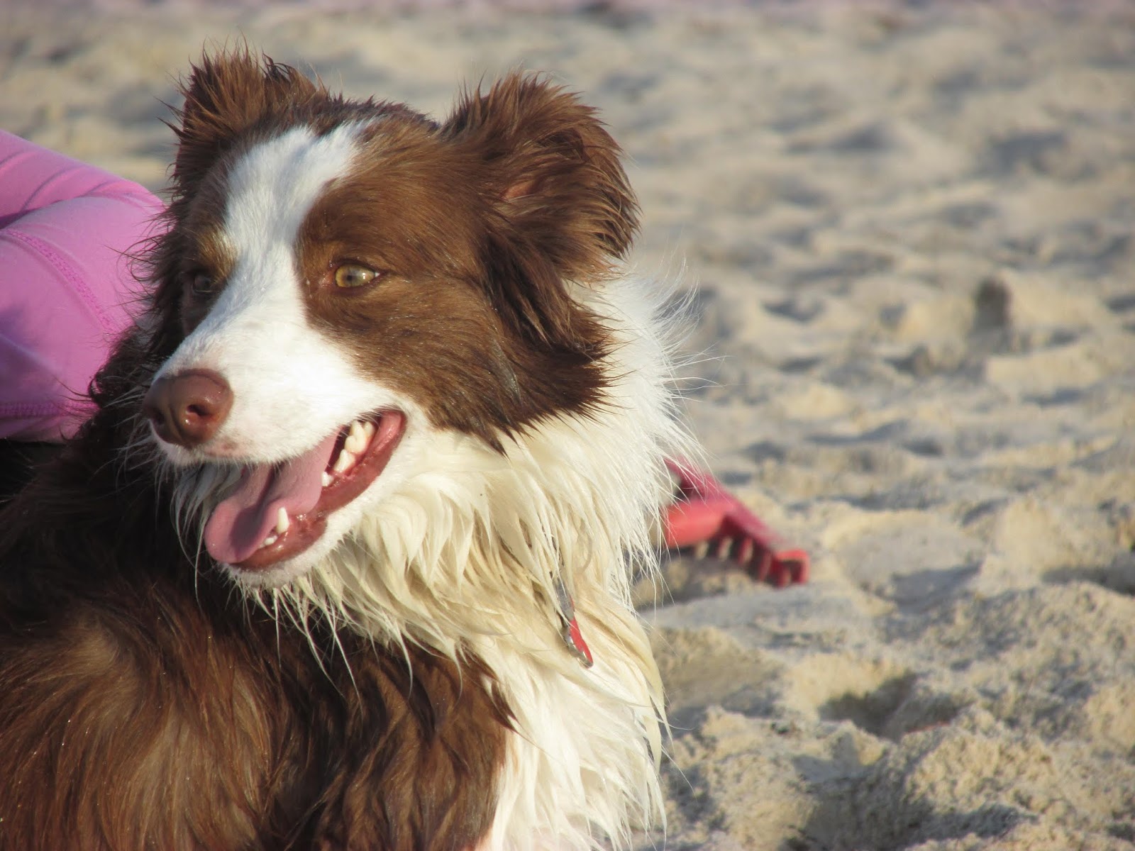 High-Quality Animal Images Pack 5-Pics RizNow