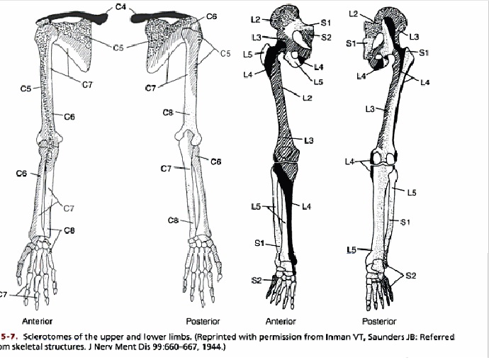 誰かのために ~What can I do for someone?~: Sclerotome Chart