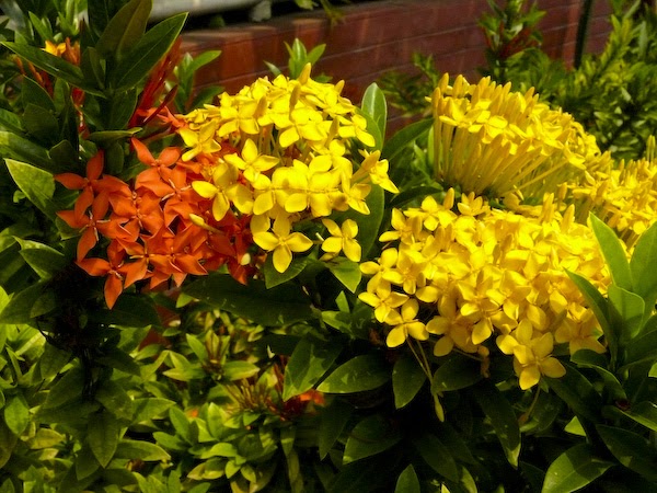 Top Info 23+ Aneka Bunga Cantik