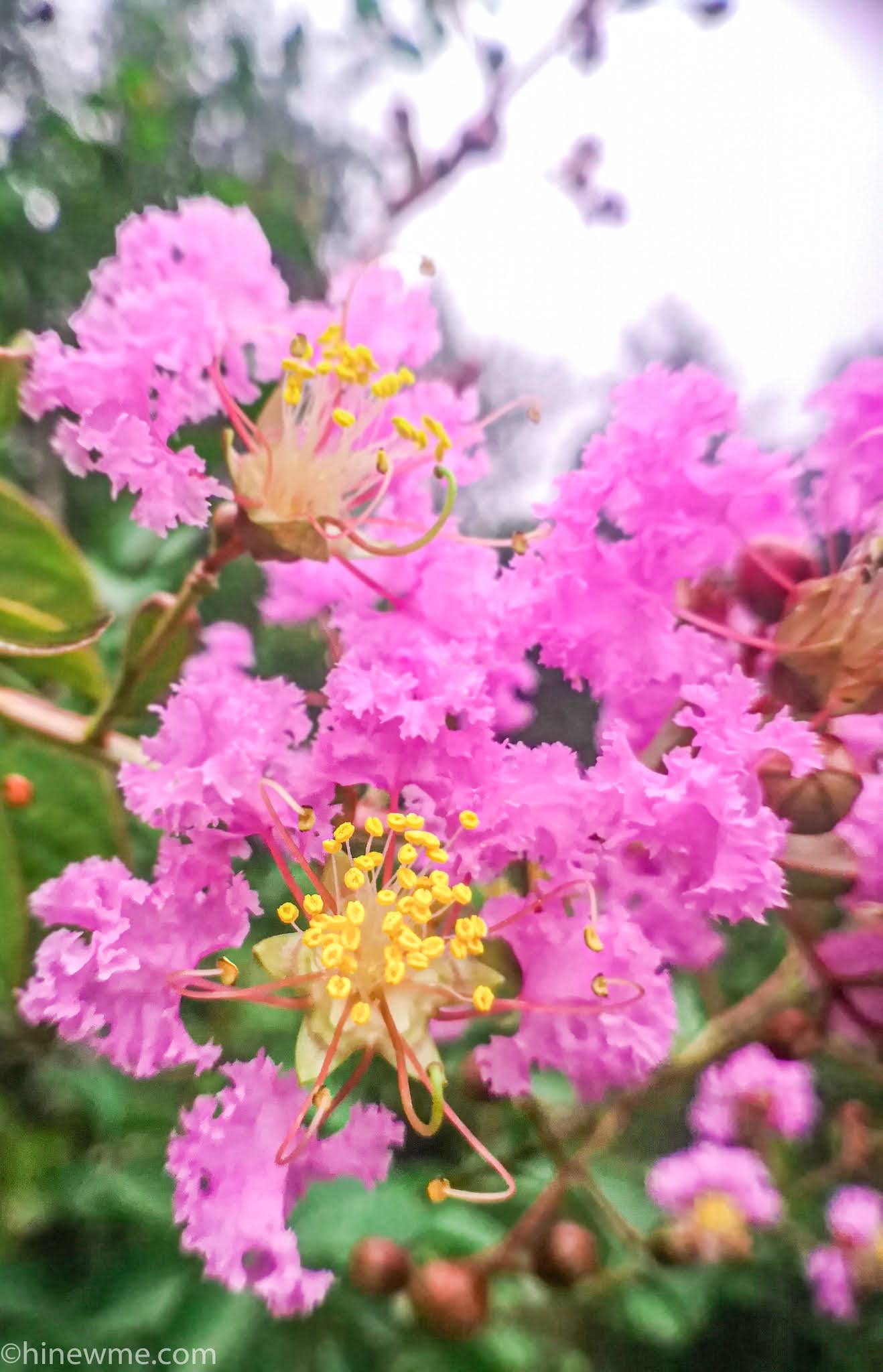 26+ flower landscape 5 post-production of photographic, come to see my ...