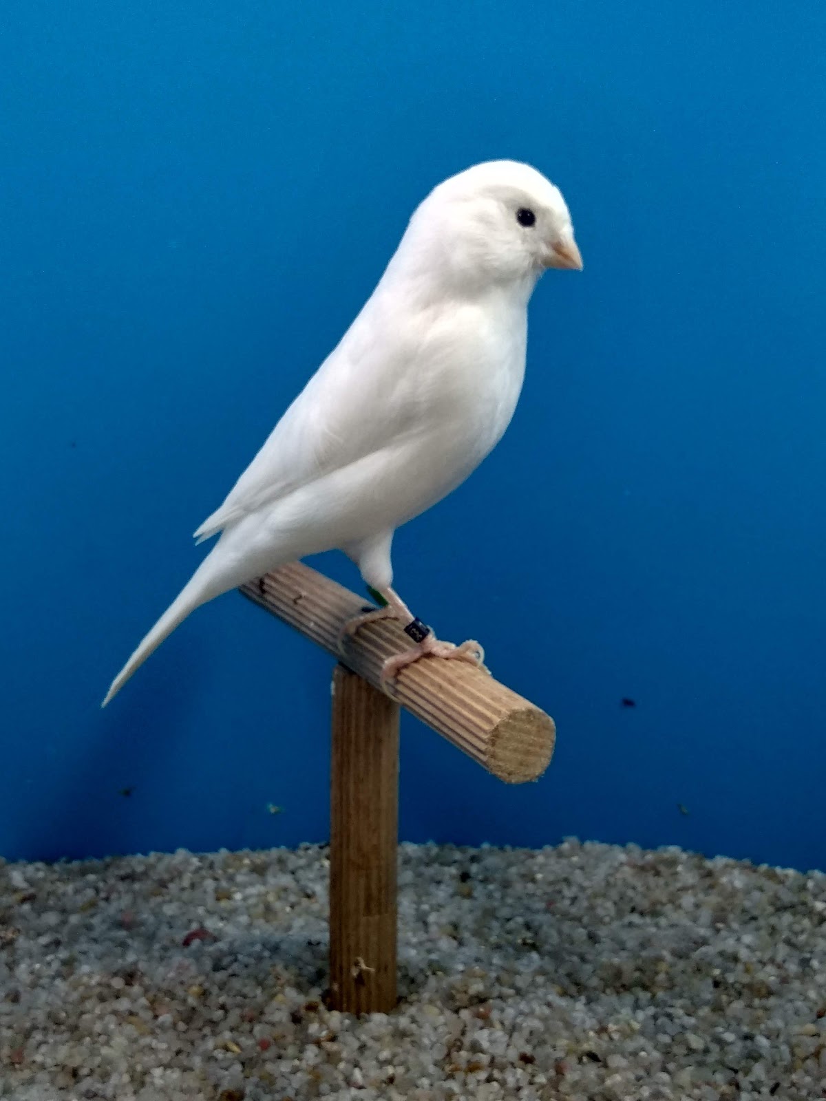 Mis canarios de color: PUBLICACIONES DE INTERÉS