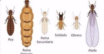 LAS TERMITAS O COMEJÉN: CASTAS DE ESTOS PEQUEÑOS INSECTOS