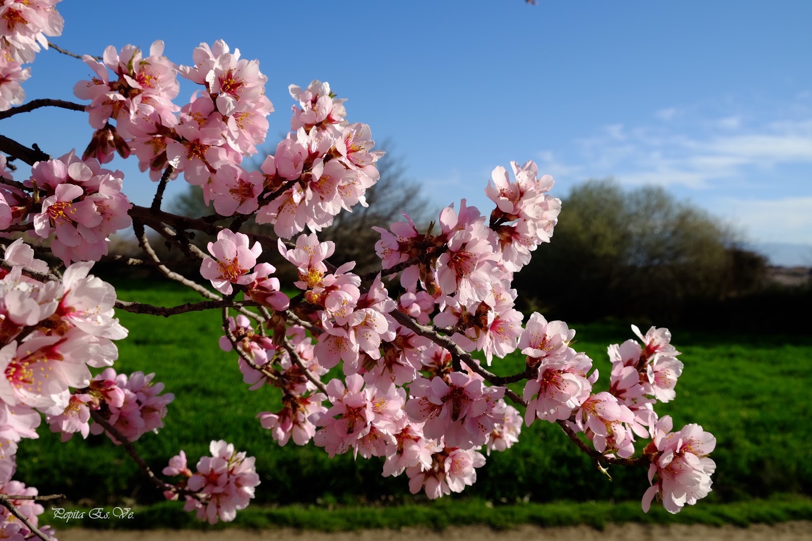 Fotografiando Cumbres: La flor del almendro. Jérez del Marquesado