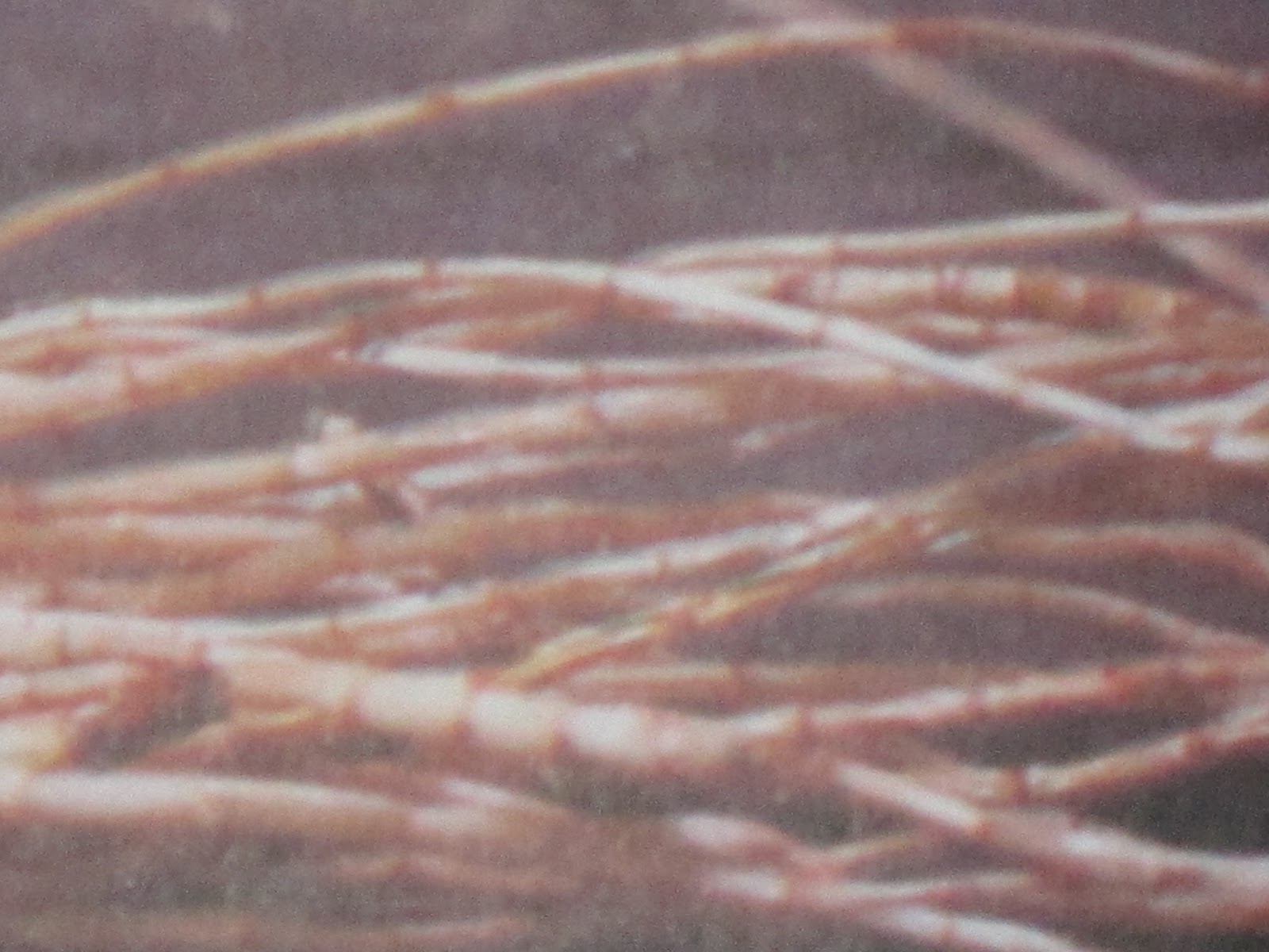 herbal leaves, herbal medicine plants and treatments: Cogon Grass, Kugon