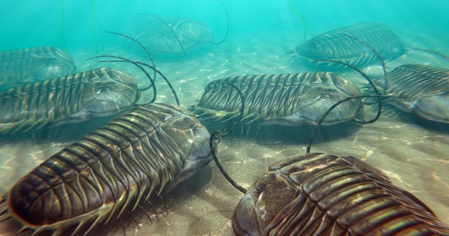 Los trilobites se unían para protegerse mientras mudaban su coraza hace ...