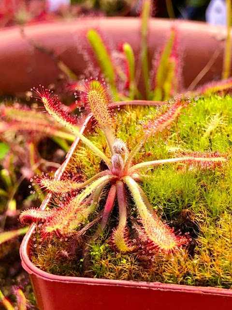 Os Cordados: Droseras Brasileiras - Temperatura, Sol e Clima - Parte 2