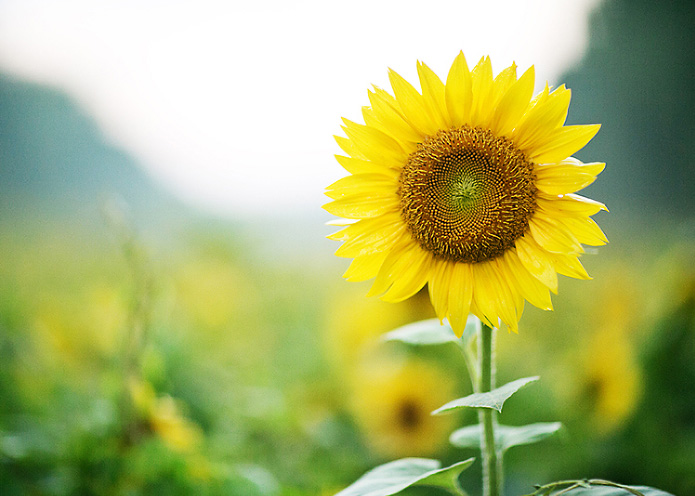 Sunflower ~ ThundersCloud