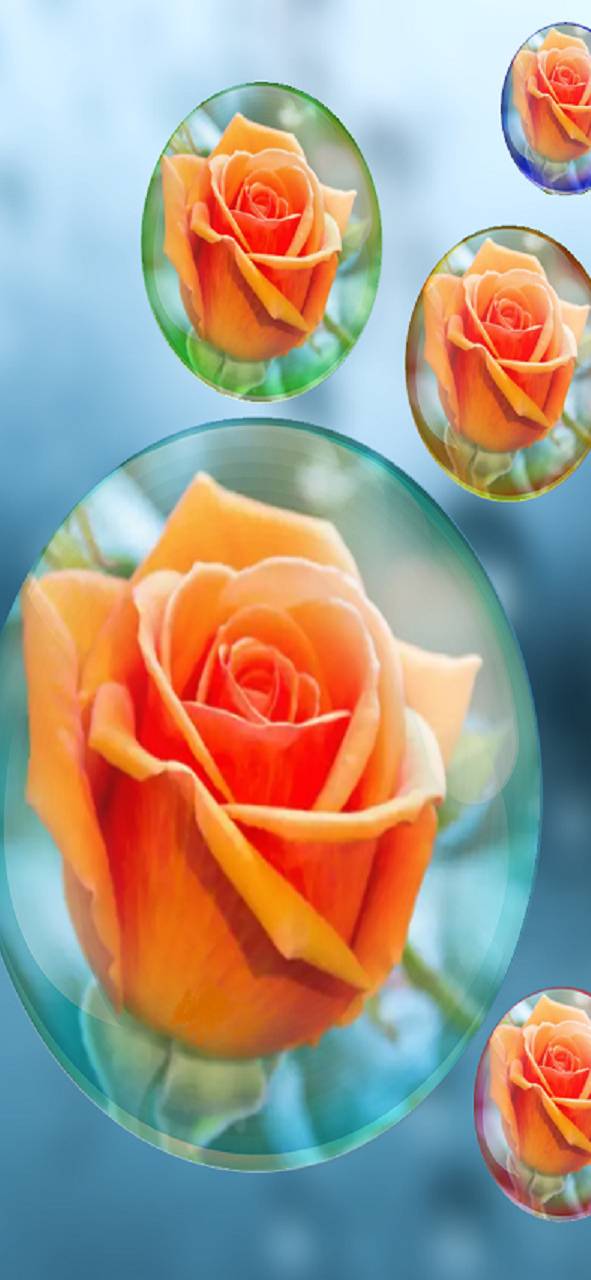 Juan Maldonado: The best Wallpapers and Screensaver of Roses