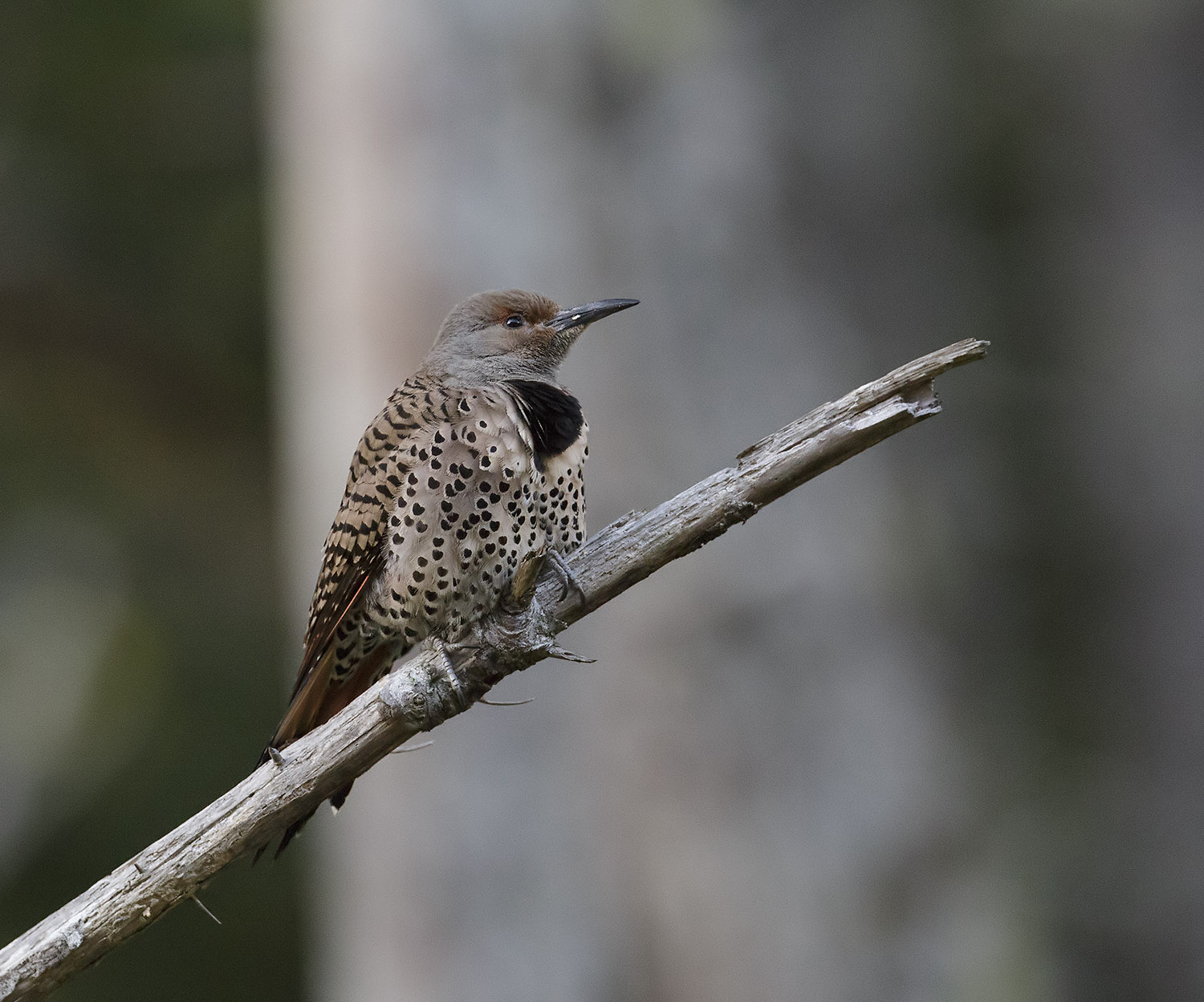 pewit: Red-shafted Flicker, Northern Flicker,