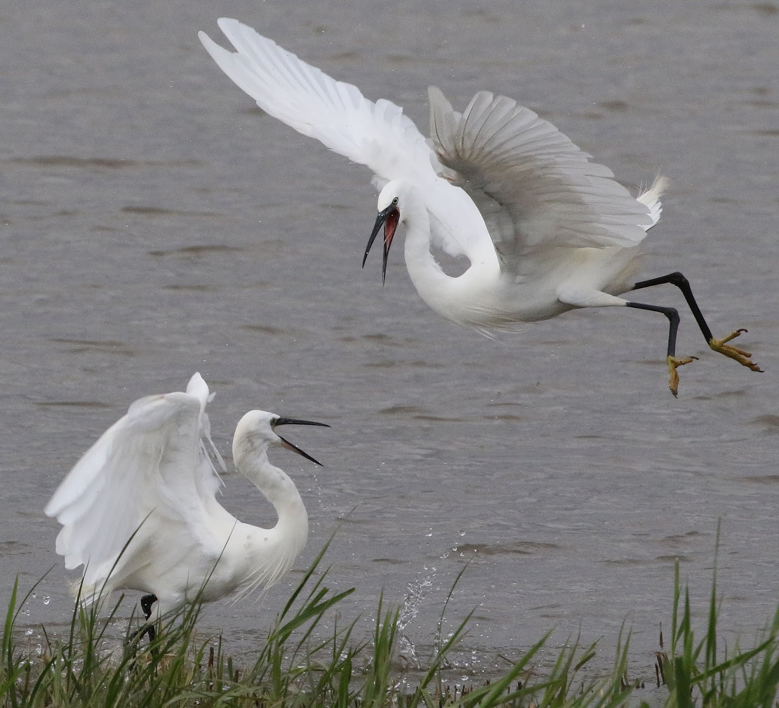 Birding with Flowers: Spurn Migration Festival & Others