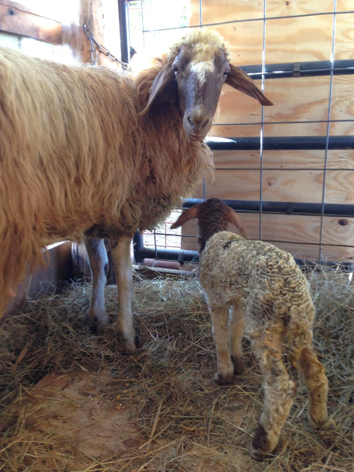 Awassi Sheep - Awassi Fat Tail Sheep Breeder: Merry Christmas From ...