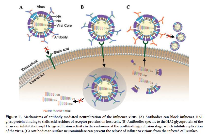 Inflammablog 5!: Understanding Structural Characteristic of Virus ...