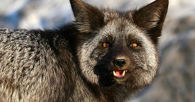 The Silver Fox: Vivacious Variant of Vulpes vulpes | The Ark In Space