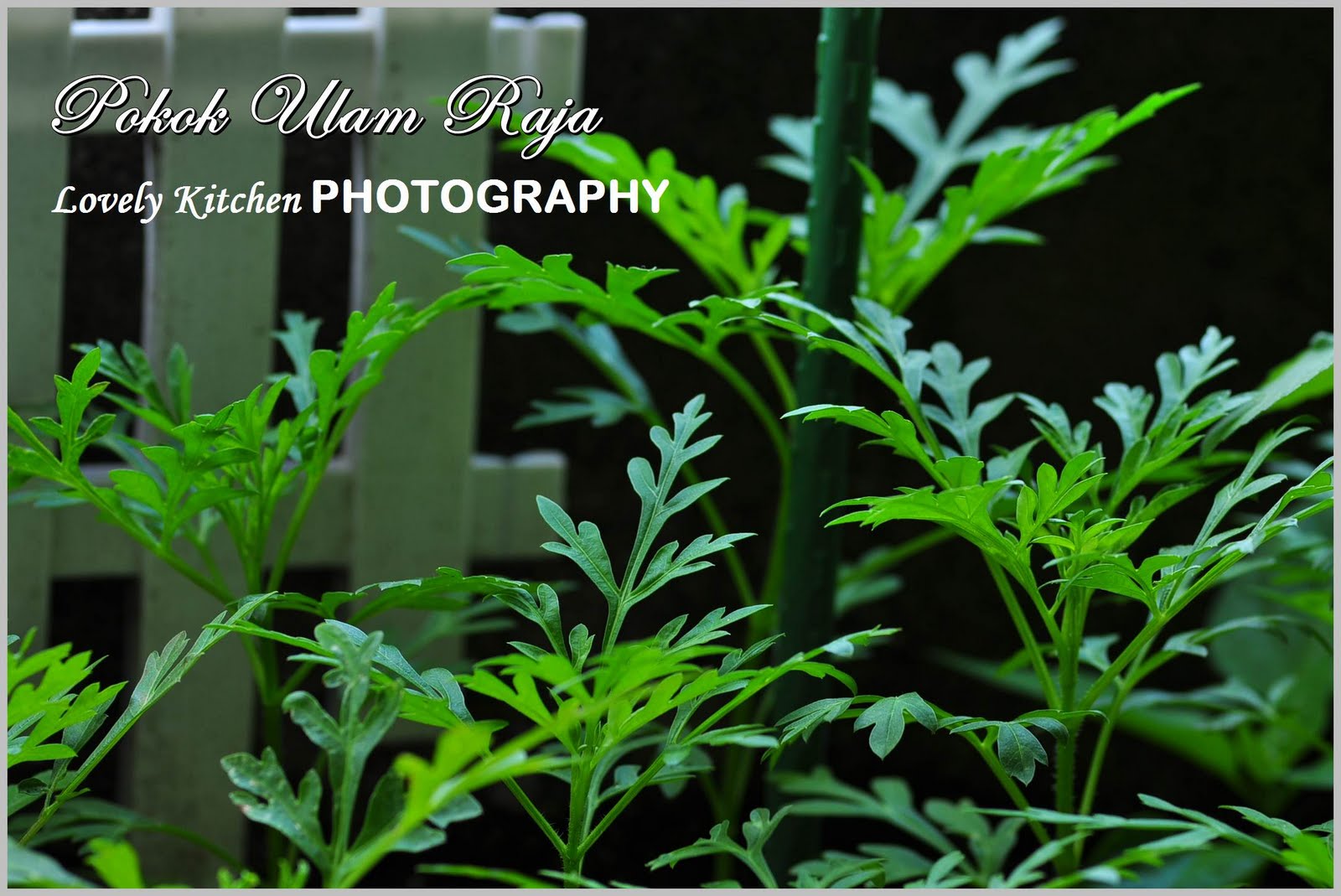 E-NA LOVELY KITCHEN ^_^: :-> Pokok Ulam Raja