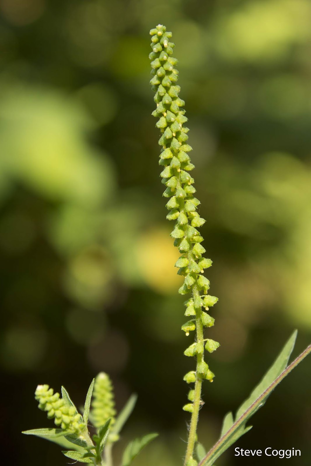 Ragweed Seed
