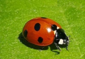 Another kind of bug. The thermal bug