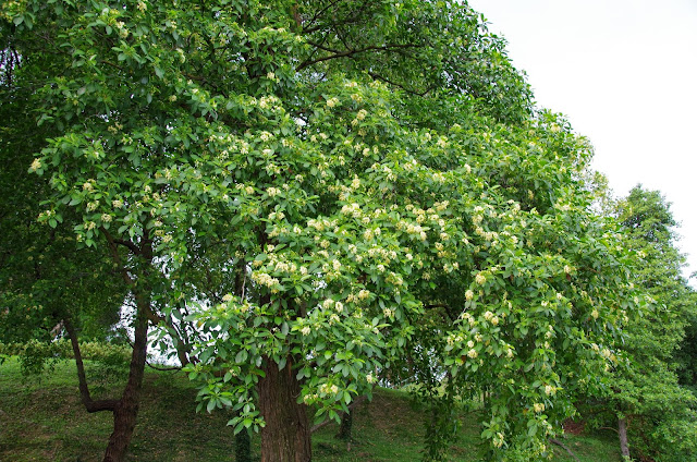 Trees and Plants: Tembusu