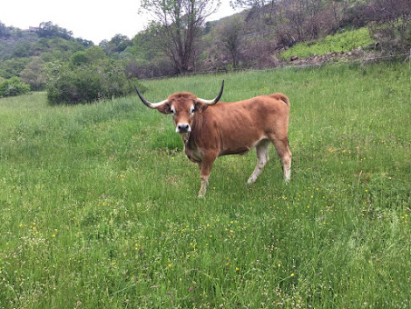 EL CUADERNO DE SILVESTRE: LA VACA MACHORRA. UN MANJAR DE REYES.