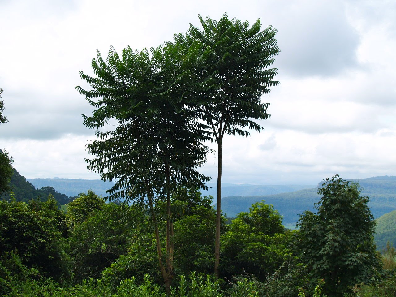 Florez Nursery: 2 Rainforest Pioneer trees
