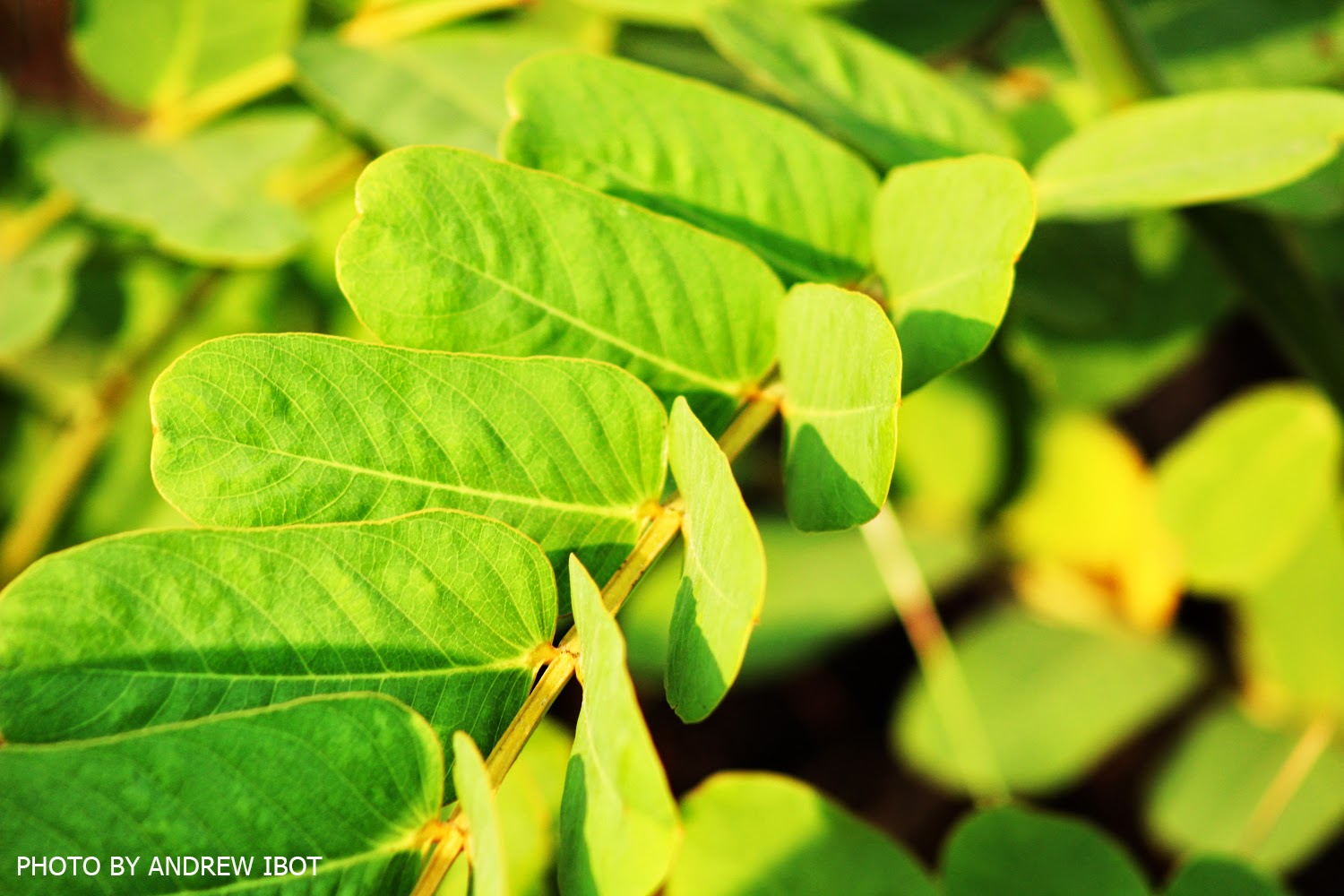 Ako si ANDREW IBOT!: Akapulko
