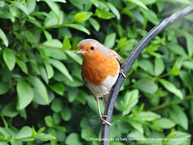 Crafty Salutations: A Robin is not just for Christmas!