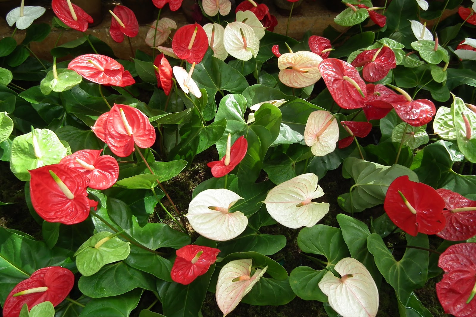 POINTS TO PONDER: A for "Anthurium"