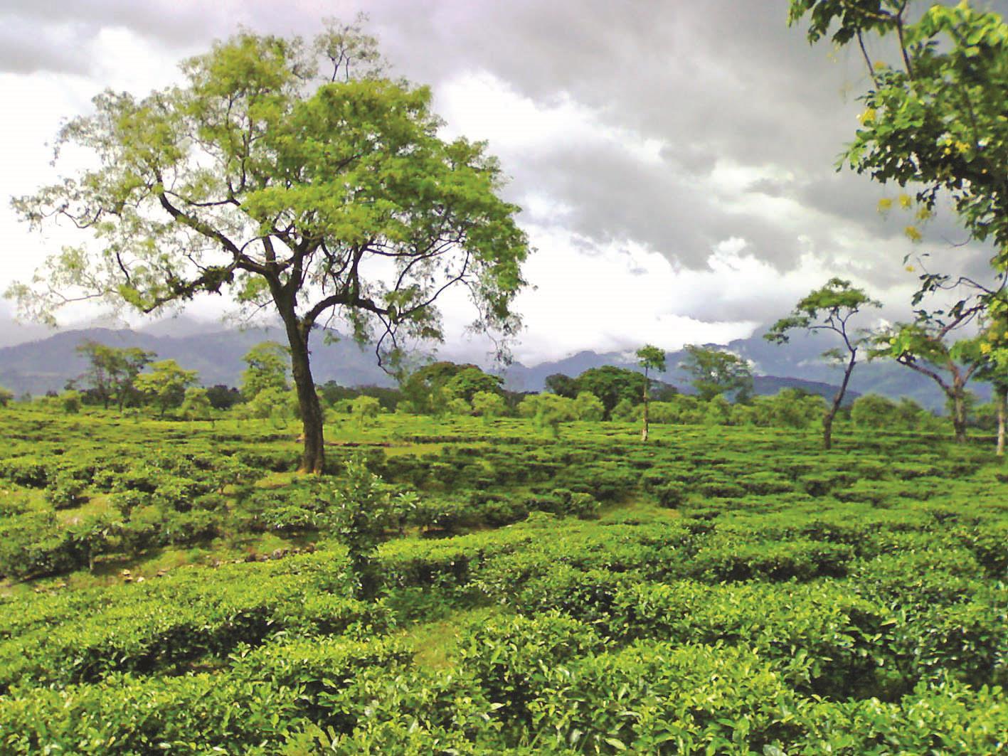 Beauty of Northbengal: Chalsa is a small town situated just on the foot ...