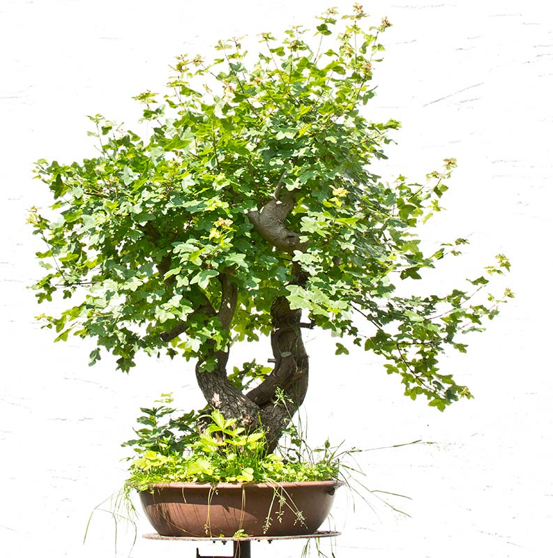Walter Pall Bonsai Adventures: French Maple #5