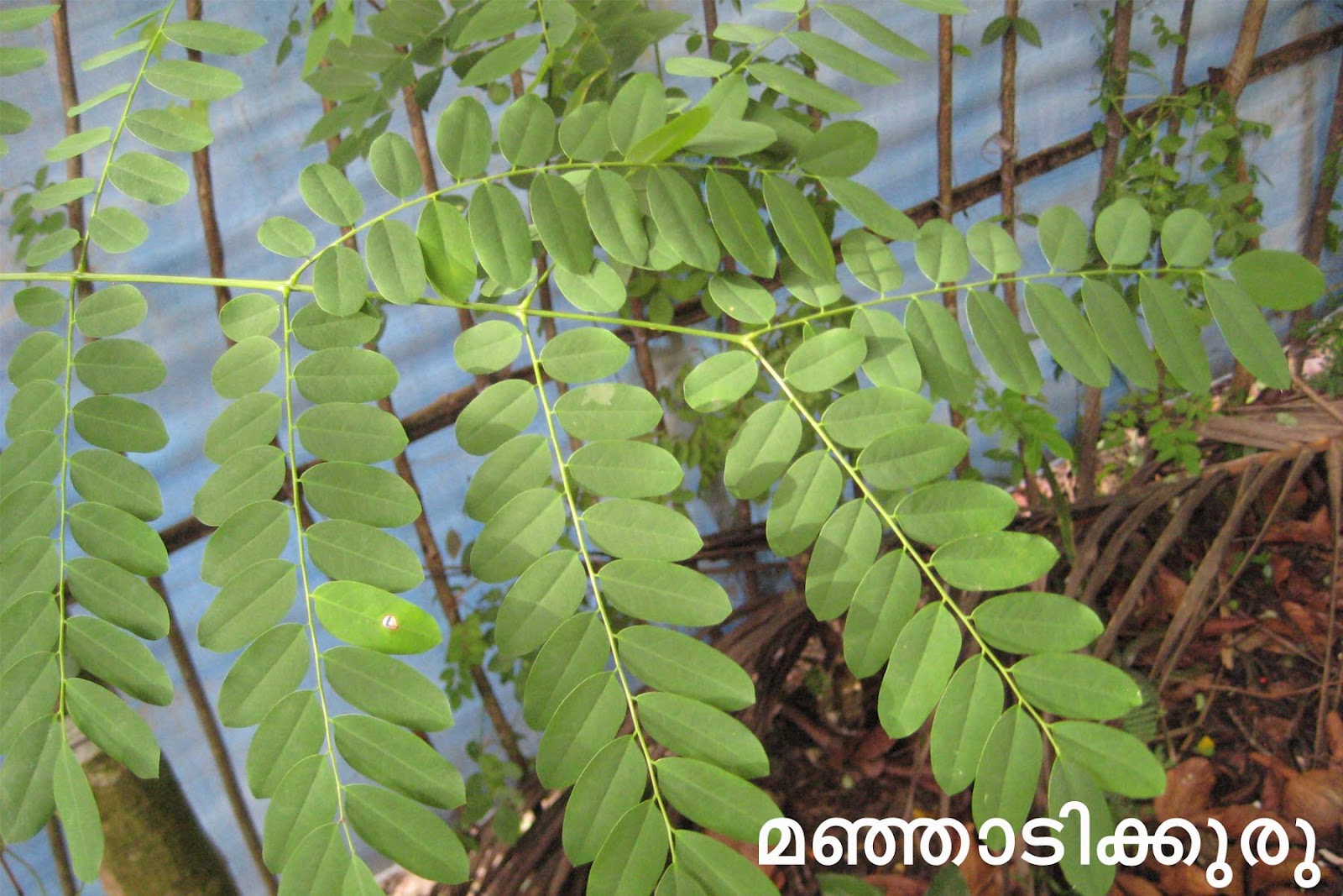 Ayurvedic Medicinal Plants in Kerala