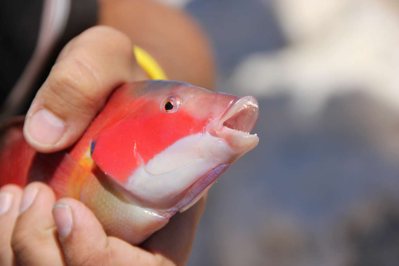 Oz-The-Trip: Joli poisson