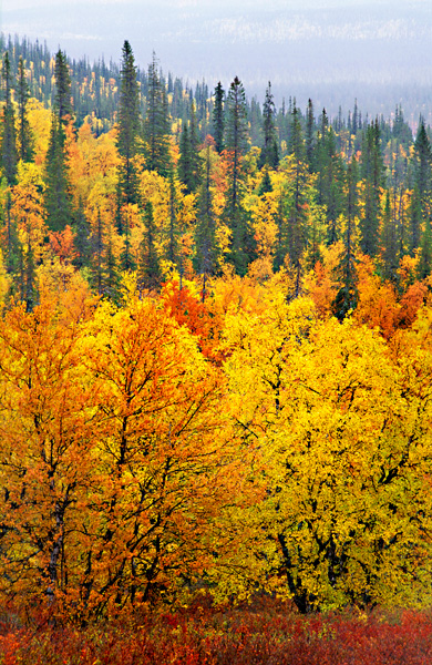 Ruska u Laponiji ~ F I N S K A