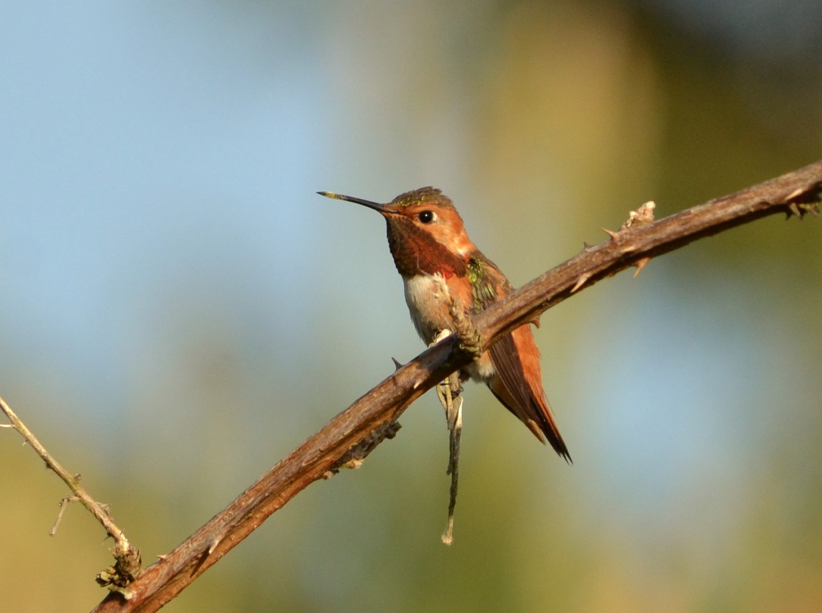 Woods Walks and Wildlife: May 2016