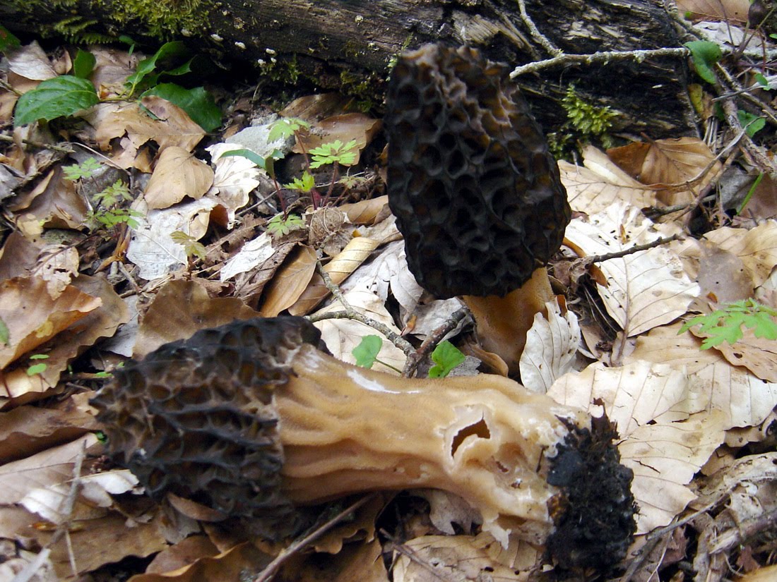 Guía de Setas y Hongos de Navarra.: Morchella elata Fr.