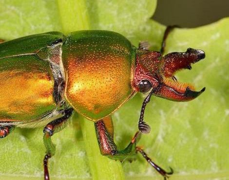 Animals Unique: Beetle Unique