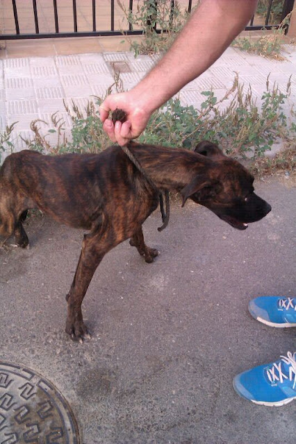 NOBLE GALGO: BOXI, boxer atigrado joven cojito, con cuerda arrastrando ...