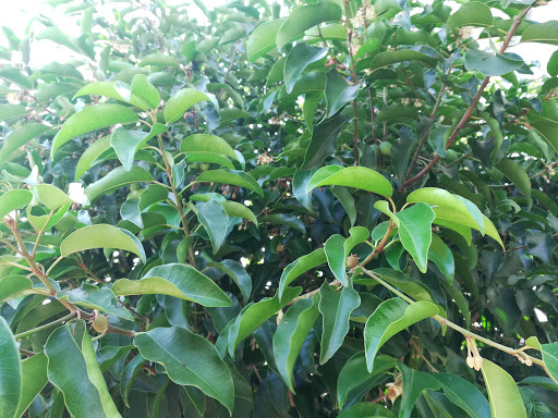 MEDICINAL BENEFITS OF MIMUSOPS ELENGI (MAGILA MARAM)