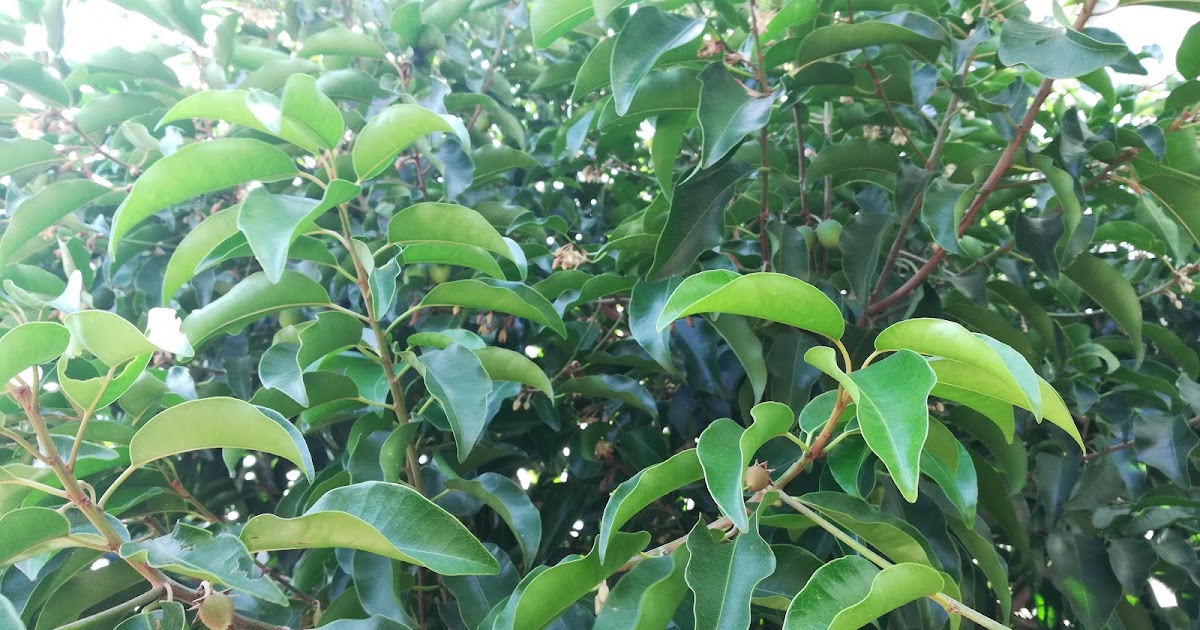 MEDICINAL BENEFITS OF MIMUSOPS ELENGI (MAGILA MARAM)