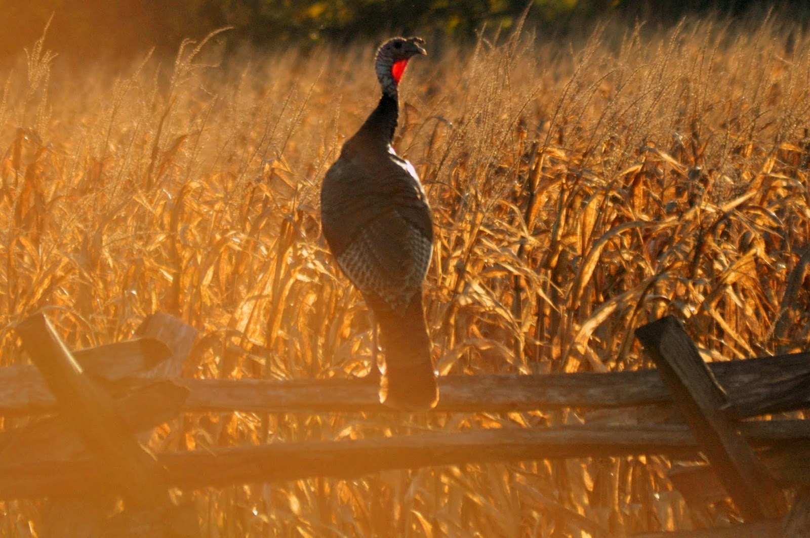 The Best Is Yet To Come: ON MARCHING BANDS AND SOLITARY TURKEYS ...