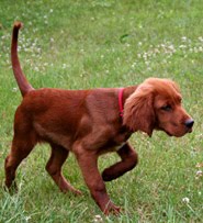 A piece of the Purest Challenge: Red setter puppies available...