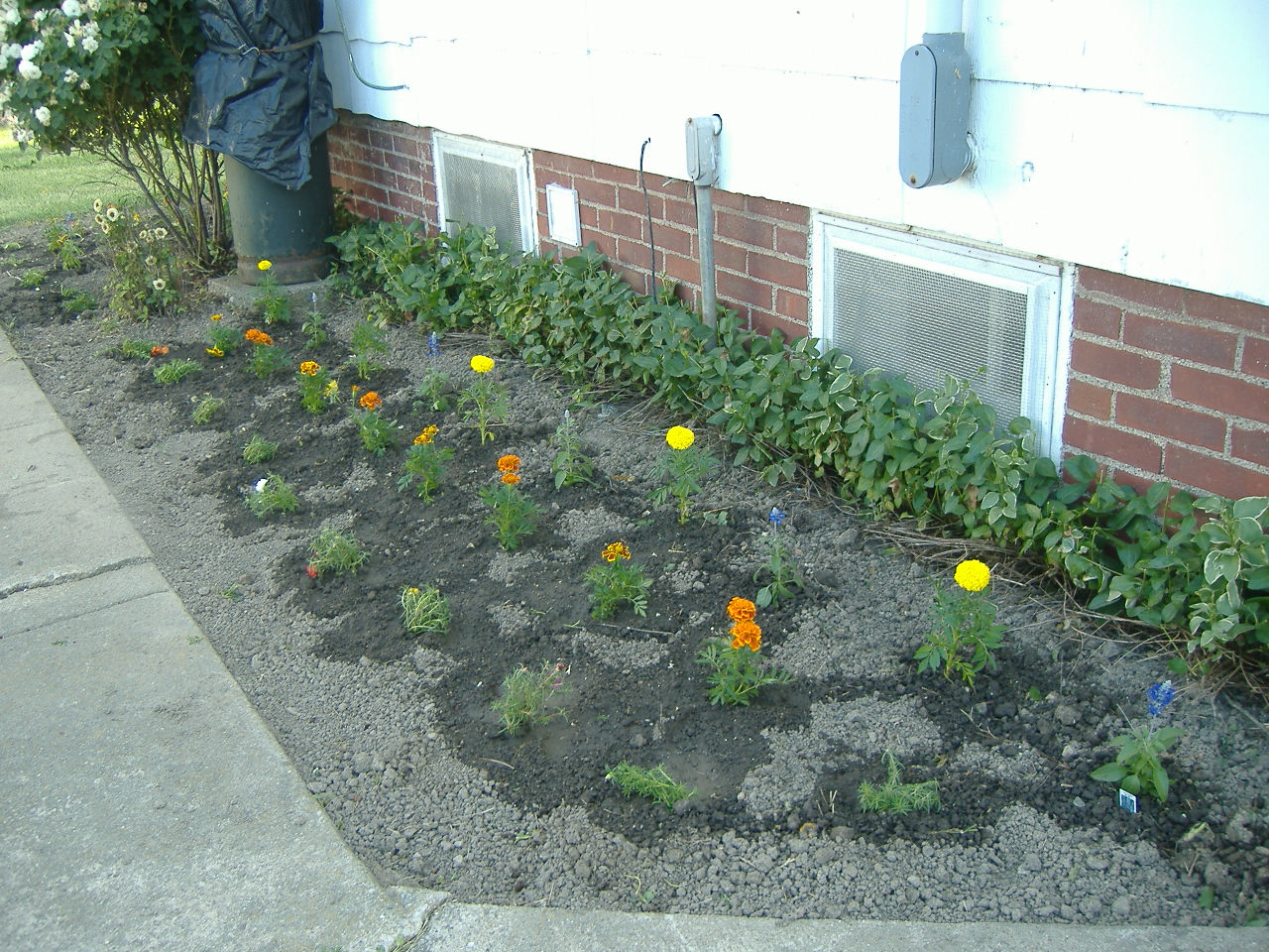 Donna's Booknook: Regarding Flowers, A hubby, and Contraptions.