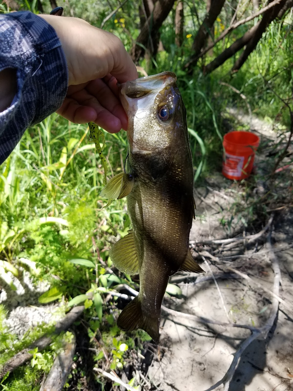 Zookeeper Fossils: April 2017