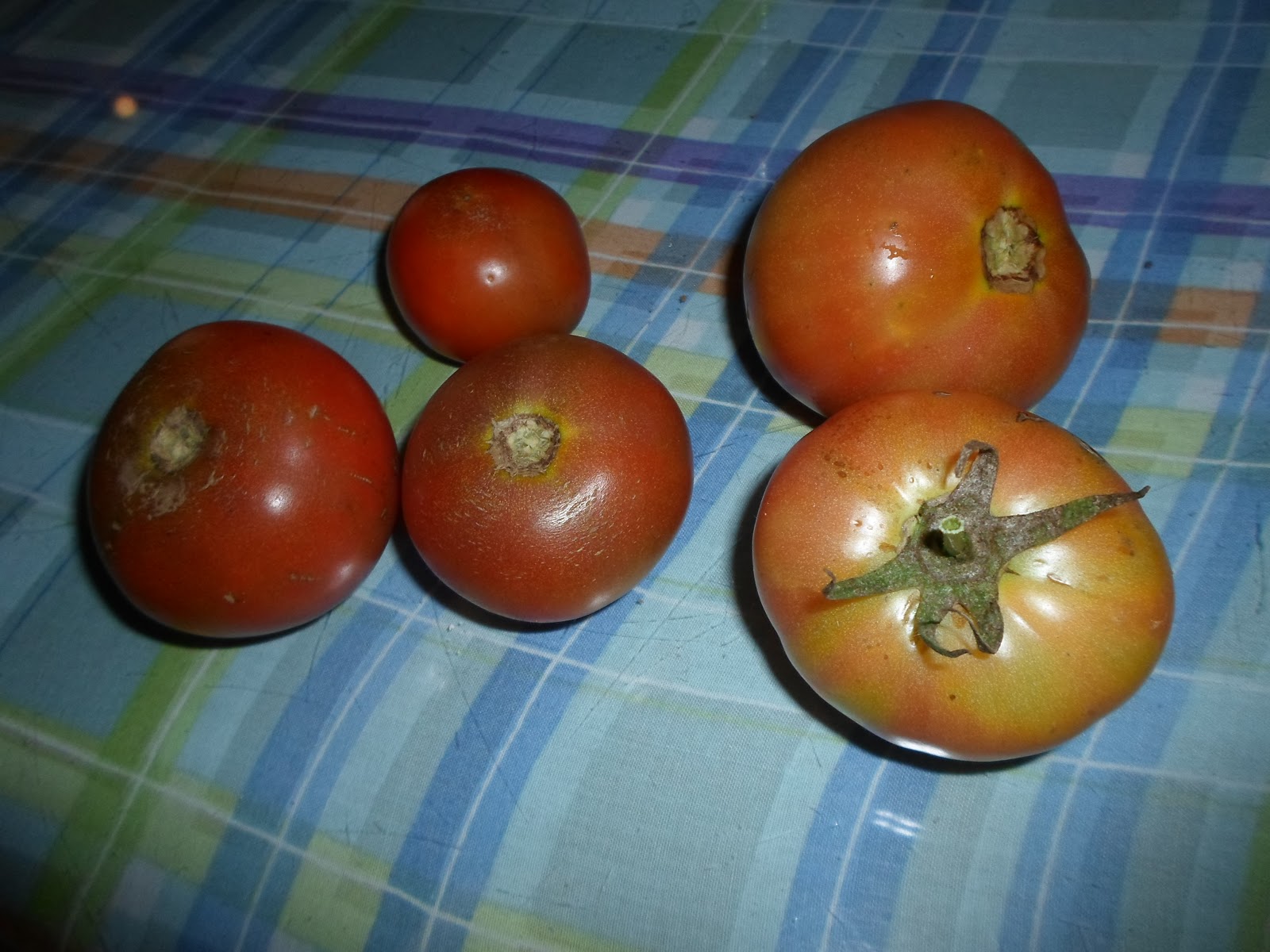 Transición de Agricultura natural a Sinérgica y agroecología