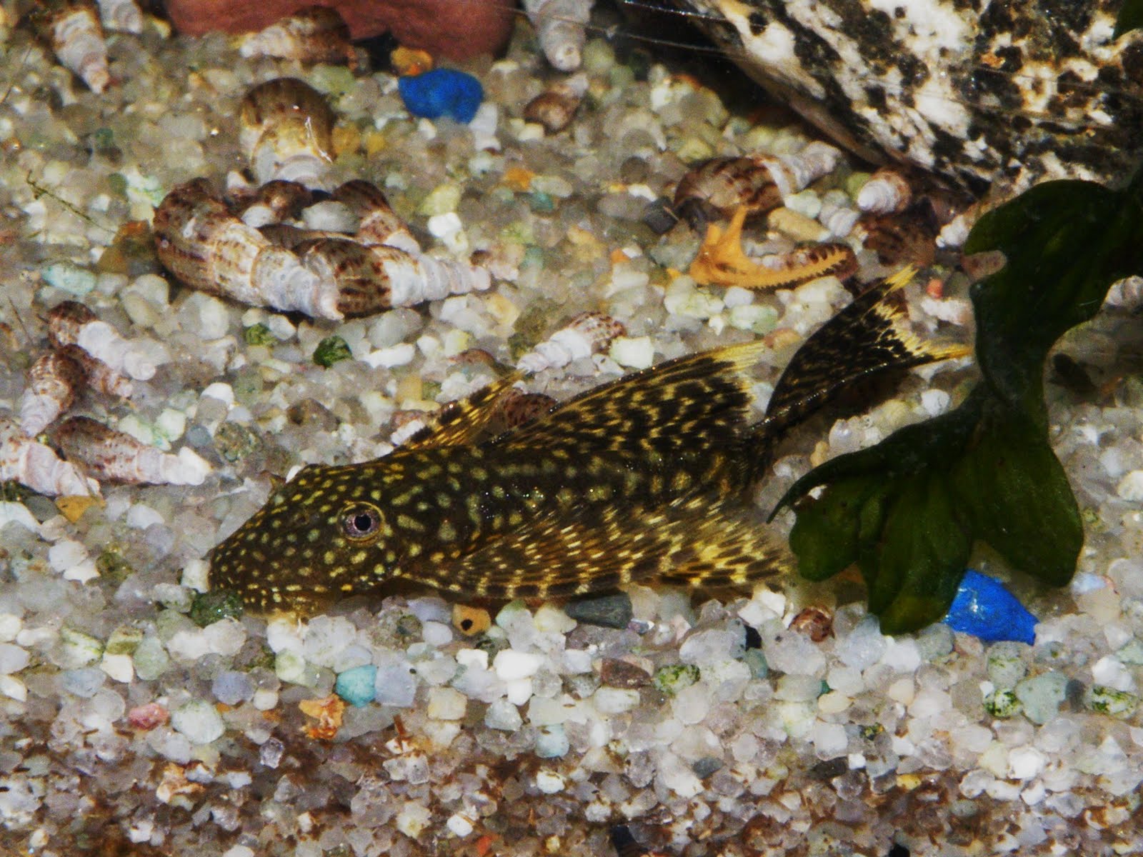 oceanaq: Lemon drop longfin bushynose pleco