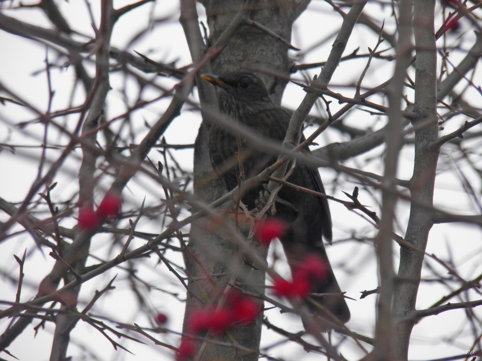 PASARI DIN ROMANIA: MIERLA (1), Turdus merula