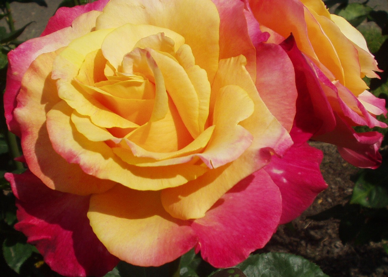 La Bella Vie: Miss Larrisa Rose