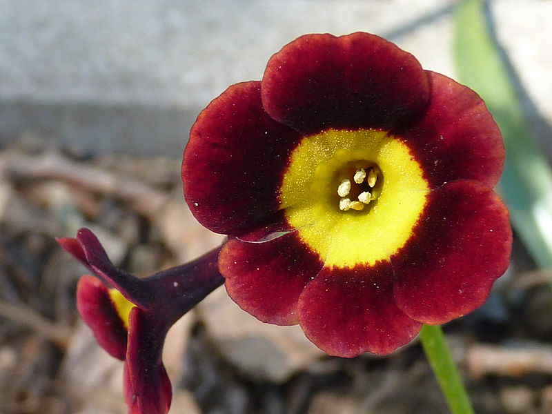 12 Months in View: Flower of the Month: Primrose