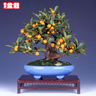 Arbor in absidem - Bonsai: Despre citrice...