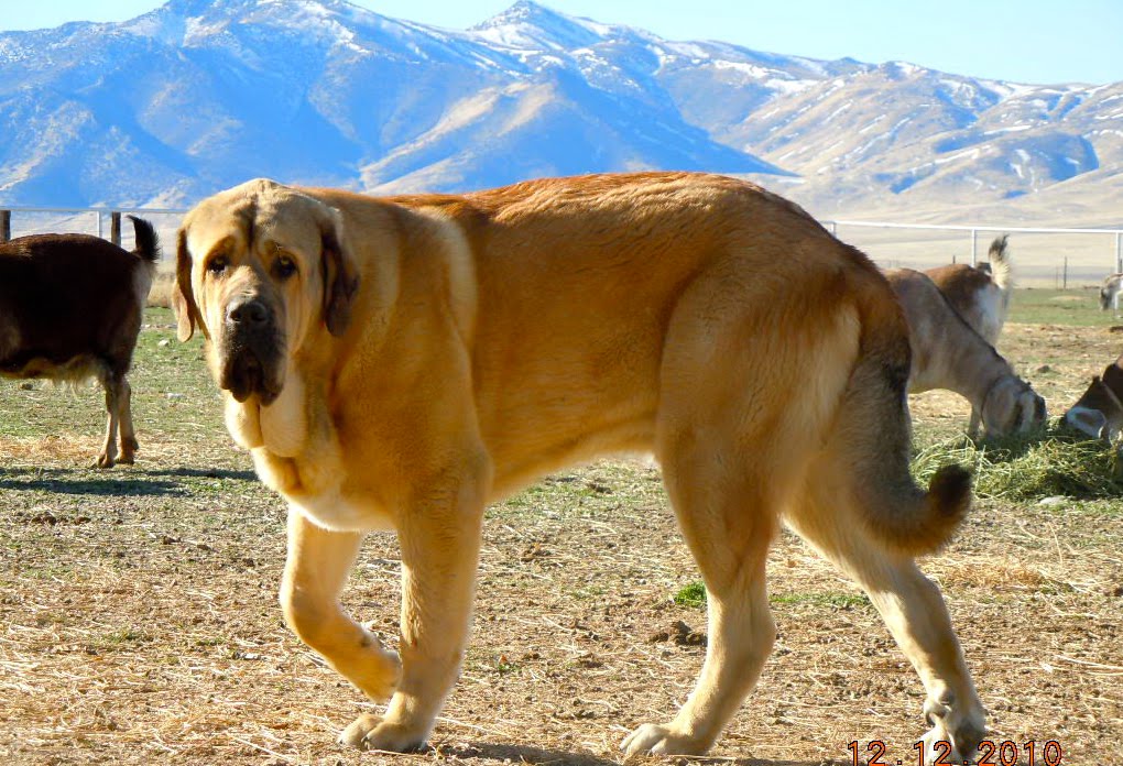 LIVESTOCK GUARDIAN DOG BLOG: Dog on Duty! How to Approach a Working ...